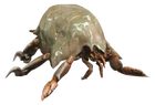 Mirelurk | Fallout Wiki | Fandom