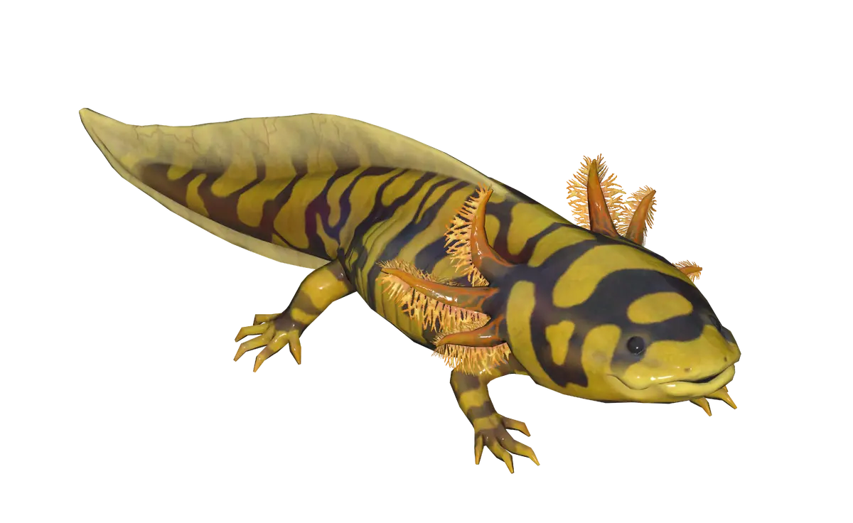 Banded axolotl | Fallout Wiki | Fandom