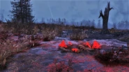 Gourd blossom (Fallout 76) | Fallout Wiki | Fandom