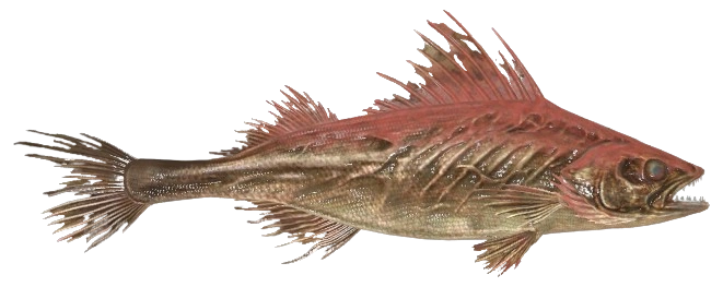 Withered radeye | Fallout Wiki | Fandom