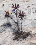Thistle (Fallout 76) | Fallout Wiki | Fandom