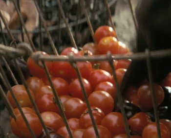 Tomato | Fallout Wiki | Fandom