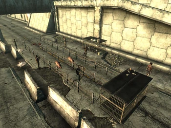 Mole rat race track | Fallout Wiki | Fandom