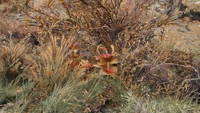 Firecracker berry | Fallout Wiki | Fandom