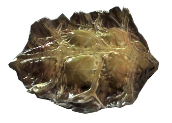 Radroach meat (Fallout 4) | Fallout Wiki | Fandom