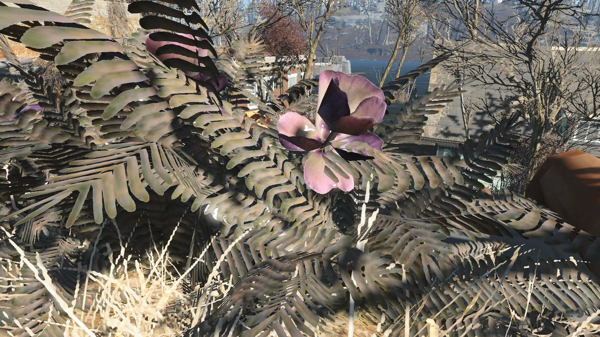 Mutated fern (Fallout 4) | Fallout Wiki | Fandom