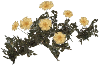 Carrot plant (Fallout 76) | Fallout Wiki | Fandom