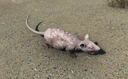 Rad-rat (Nuka-World) | Fallout Wiki | Fandom
