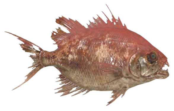 Rusted sawgill | Fallout Wiki | Fandom