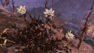 Toxic soot flower | Fallout Wiki | Fandom