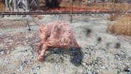 Гончая-мутант (Fallout 76) | Убежище | Fandom