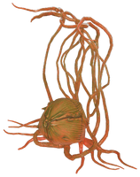 Strangler heart | Fallout Wiki | Fandom