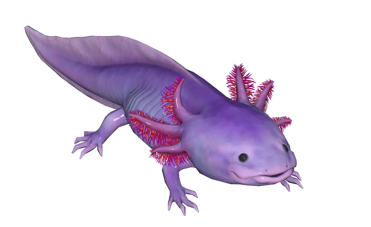 Purple axolotl | Fallout Wiki | Fandom