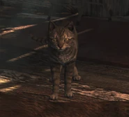 Cat (Fallout 76) | Fallout Wiki | Fandom