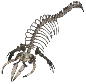 Whale bones | Fallout Wiki | Fandom