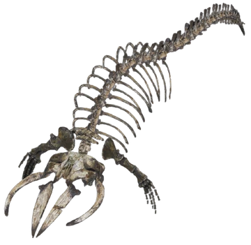 Whale Skeleton