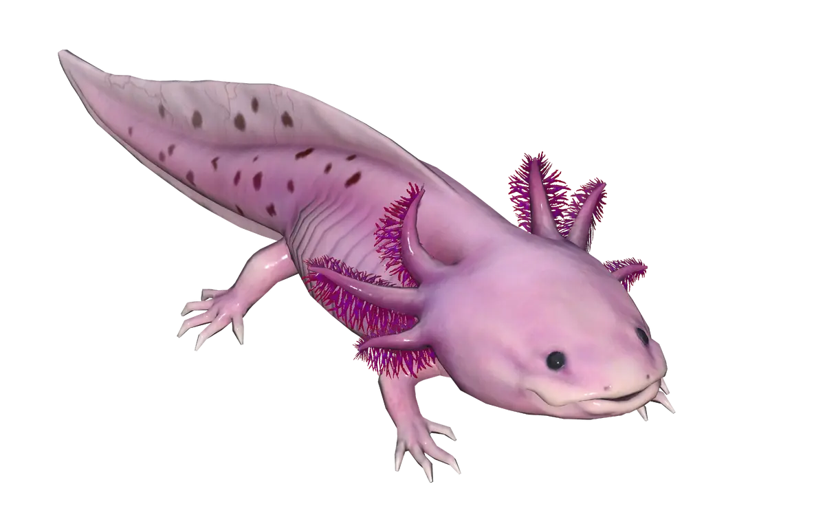 Pink axolotl | Fallout Wiki | Fandom