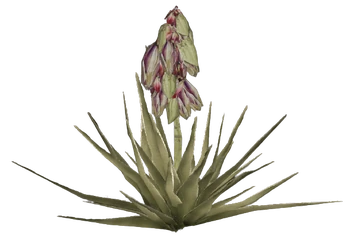 Banana yucca plant | Fallout Wiki | Fandom