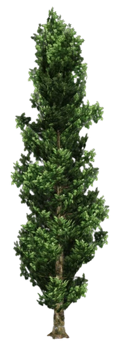 Cypress tree | Fallout Wiki | Fandom