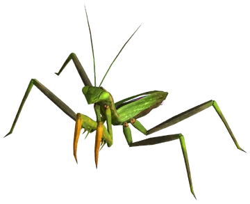Mantis