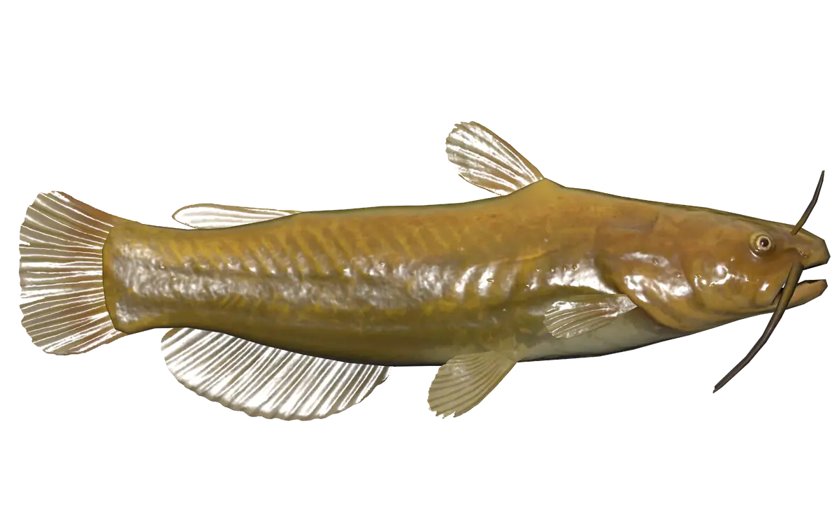 Catfish | Fallout Wiki | Fandom