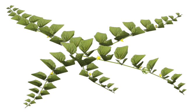 Buffalo gourd plant | Fallout Wiki | Fandom