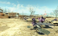 Ash blossom | Fallout Wiki | Fandom