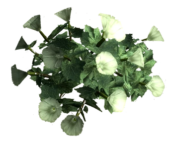 Sacred datura root | Fallout Wiki | Fandom