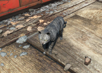 Cat | Fallout Wiki | Fandom