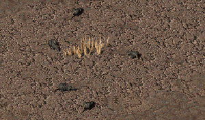 Rat | Fallout: Sonora Wiki | Fandom