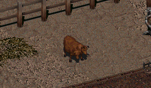 Brahmin | Fallout: Sonora Wiki | Fandom