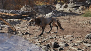 Fox (Fallout 76) - The Vault Fallout Wiki - Everything you need to know ...