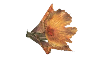 Gourd blossom (Fallout 76) - The Vault Fallout Wiki - Everything you ...