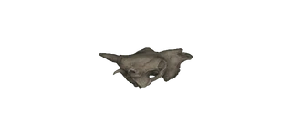 Jawless brahmin skull - The Vault Fallout Wiki - Everything you need to ...