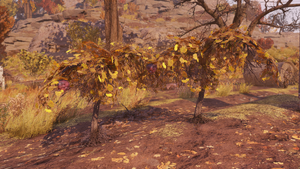 Mutfruit - The Vault Fallout Wiki - Everything you need to know about ...