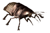 Giant cockroach (Van Buren) - The Vault Fallout Wiki - Everything you ...