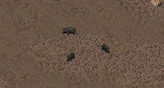 Wolf (Fallout) - The Vault Fallout Wiki - Everything you need to know ...