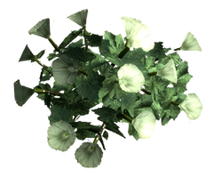 Sacred datura root - The Vault Fallout Wiki - Everything you need to ...