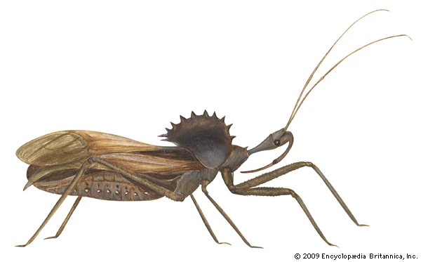 Snatchers | Fallout Fanon Wiki | Fandom