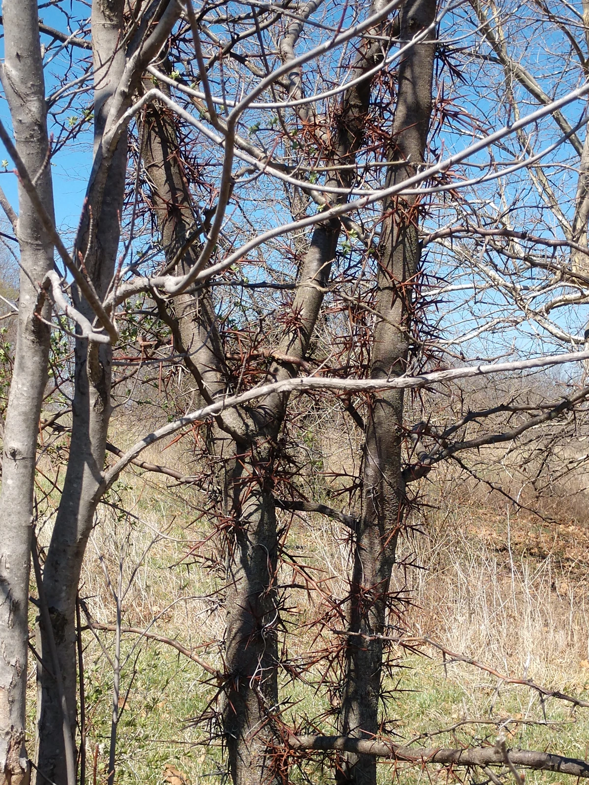 Spine Vine | Fallout Fanon Wiki | Fandom