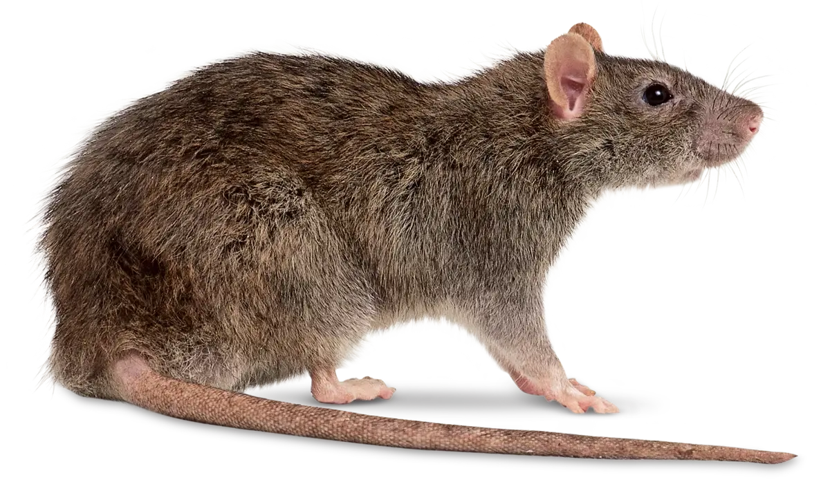Carolina Urban Rat | Fallout Fanon Wiki | Fandom