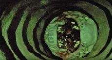Bayou Lurker | Fallout Fanon Wiki | Fandom