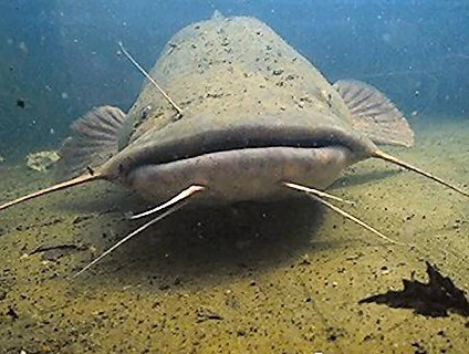 Mudcat | Fallout Fanon Wiki | Fandom