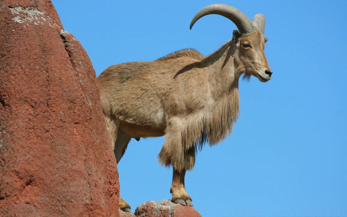 Bleaters | Fallout Fanon Wiki | Fandom