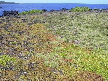 Devil Grass | Fallout Fanon Wiki | Fandom