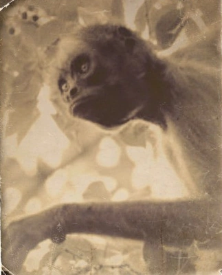 Chupacabra | Fallout Fanon Wiki | Fandom