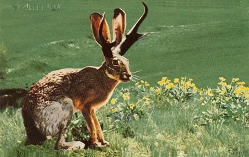 black jackalope