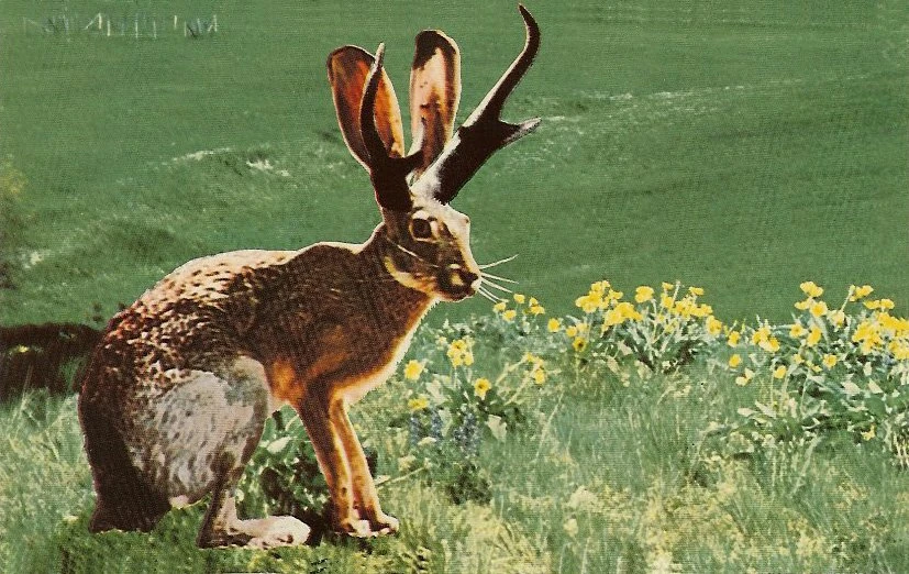 Jackalope | Fallout Fanon Wiki | Fandom