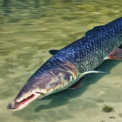 The Admiral | Fallout Fanon Wiki | Fandom