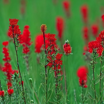 Berry Bloom | Fallout Fanon Wiki | Fandom